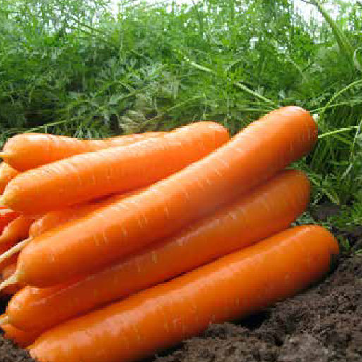 Early carrot seed - Laguna F1 - nunhems - powdery mildew resistant / hybrid