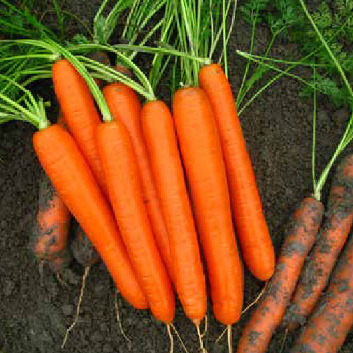 Mid-late carrot seed - Sirkana F1 - nunhems - powdery mildew resistant ...