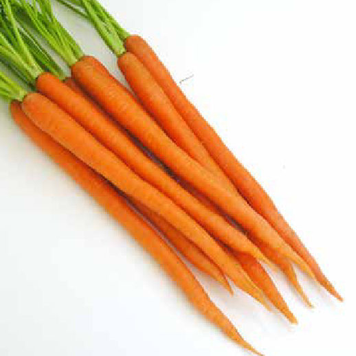 Medium early carrot seed - Uppercut F1 - nunhems - hybrid / conical