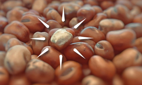 Mid-late field bean seed - Nanaux - agriobtentions - spring / resistant ...