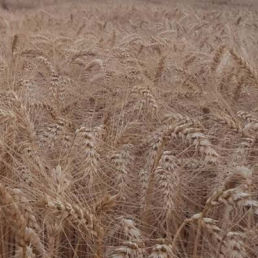 Mid-late wheat seed - EMOTION - agriobtentions - winter / rust ...