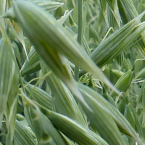 Medium early oat seed - BALANCE PZO - agriobtentions - winter / rust ...