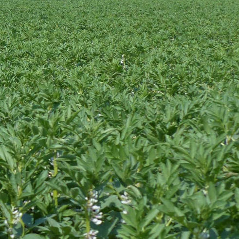 Medium early field bean seed - NIAGARA - agriobtentions - winter / cold ...