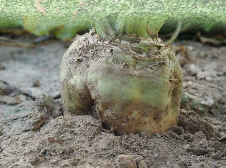 Fodder beet seed - GERTY KWS - momont - rhizomania resistant / conical