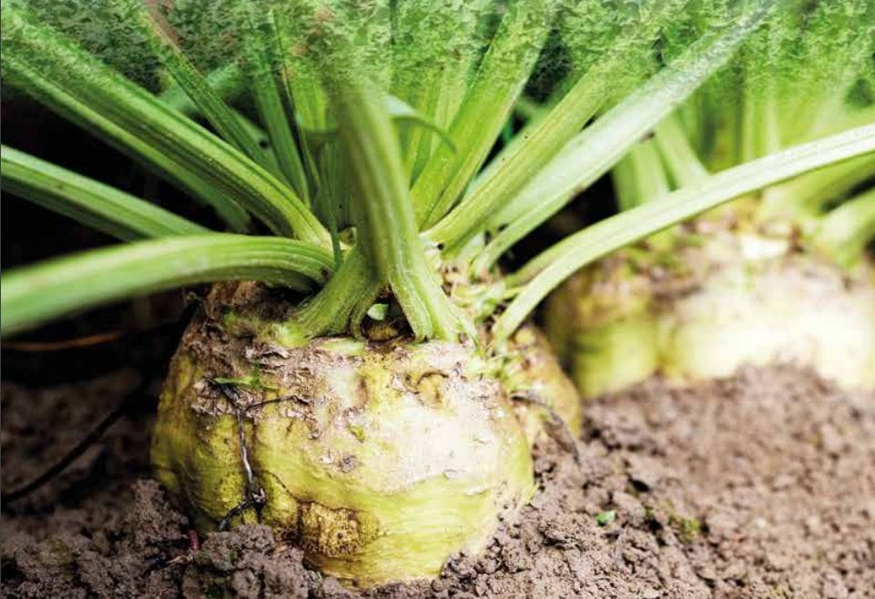 Fodder beet seed - GODIVA KWS - momont - rhizomania resistant / conical