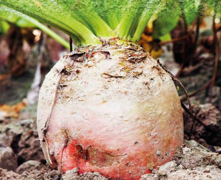 Fodder beet seed - MH RR7215 - momont - red / conical