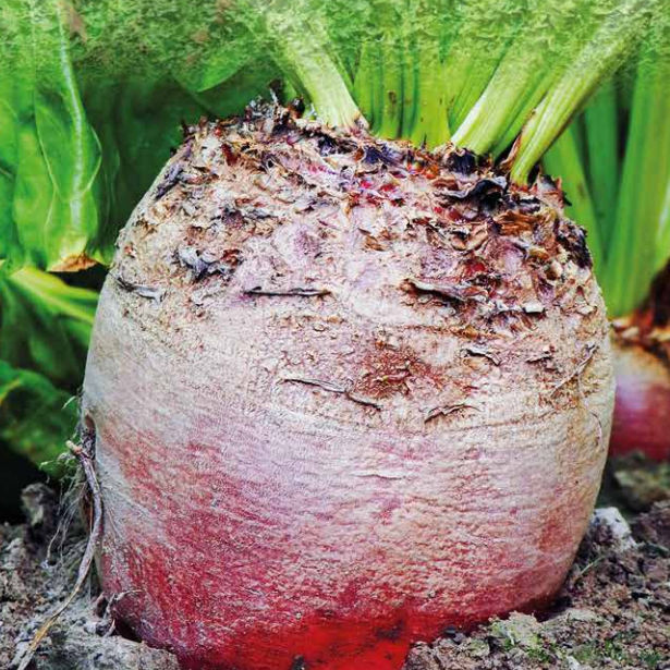 Fodder beet seed - SUMMO - momont - red / conical