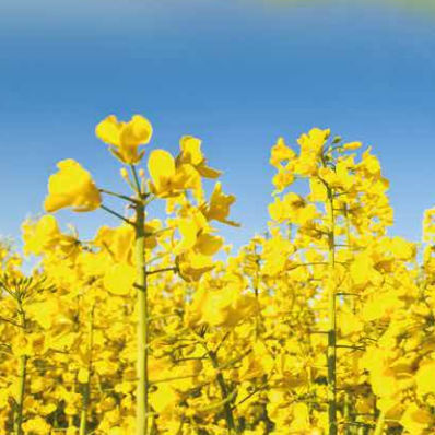 Medium early rape seed - CODEX - momont - winter / phoma resistant ...