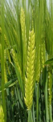 Early barley seed - Explorer - secobra - spring / powdery mildew ...