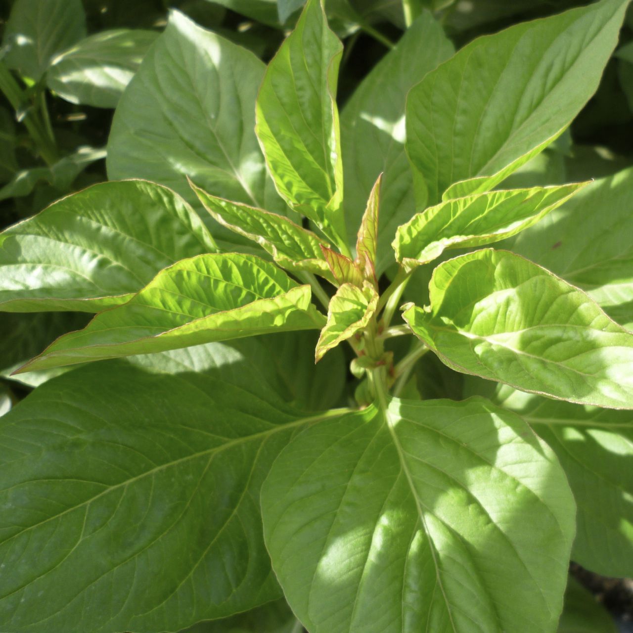 Orach seed - technisem