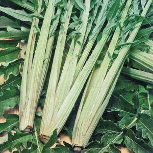 Biennial cardon seed - technisem