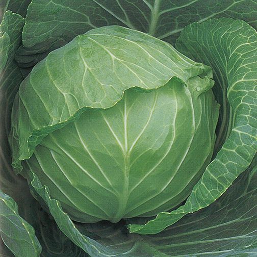 Early cabbage seed - Copenhagen Market - vikima