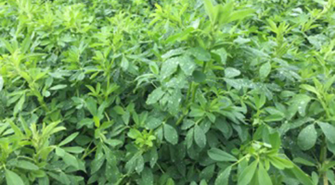 Alfalfa fodder - Enforce HTX - Beck's Hybrids - for animal feed
