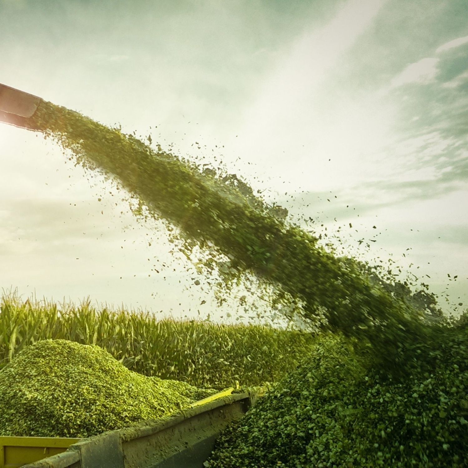 Silage corn seed - 5929 - Beck's Hybrids - grain