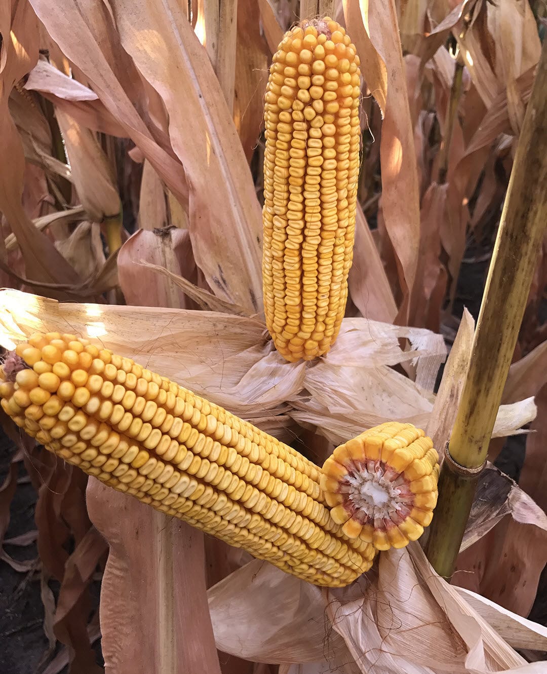 Early corn seed - A6267 - agrigold - silage / hybrid / medium plant height