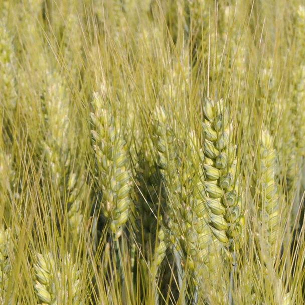 Very early wheat seed - Artdeco - limagraincerealseeds - winter / rust ...