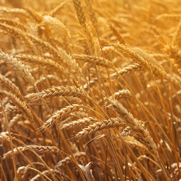 Early wheat seed - Hulk - limagraincerealseeds - winter / rust ...