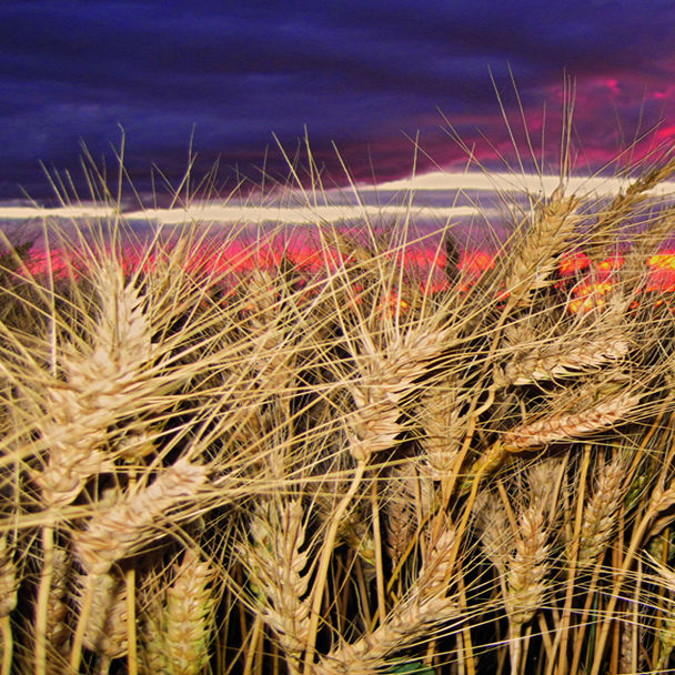 Early wheat seed - Buck Pronto - limagraincerealseeds - spring