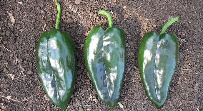 Early pepper seed - MARQUES - larkseeds - bacterial spot resistant ...