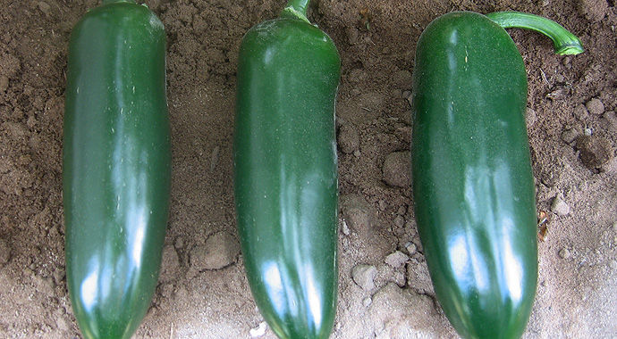 Bacterial spot resistant pepper seed - Rayo - larkseeds - hybrid / red ...