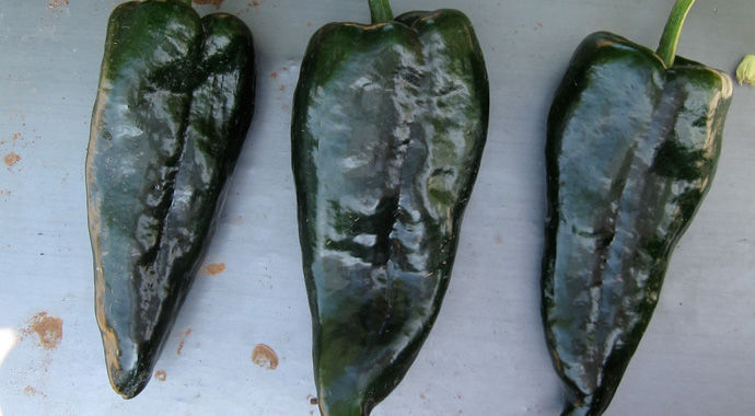 Early pepper seed - DUQUE - larkseeds - hybrid / red / green