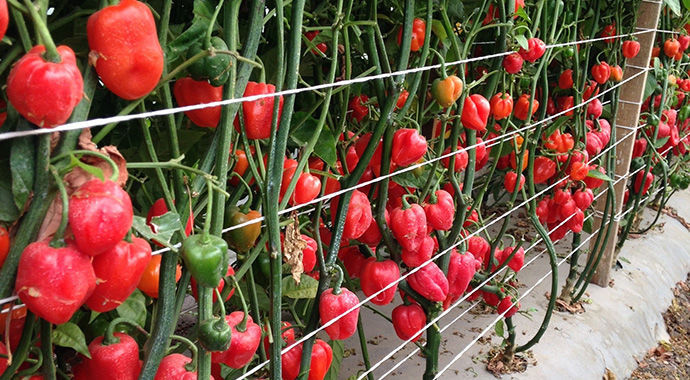 Medium early pepper seed - HERCULES - larkseeds - hybrid / red / green