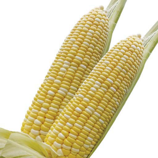 Hybrid corn seed - Duo Sweet F1 - eastwestseed