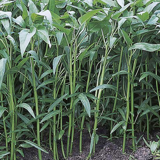 Hybrid water spinach seed - Yangtze - eastwestseed