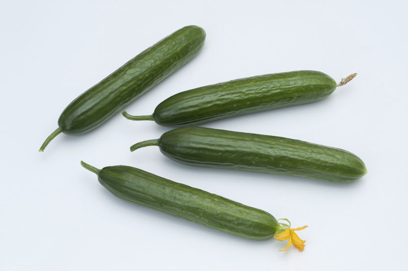 Winter cucumber seed - ADA 1 - Origene seed - hybrid / for greenhouse ...