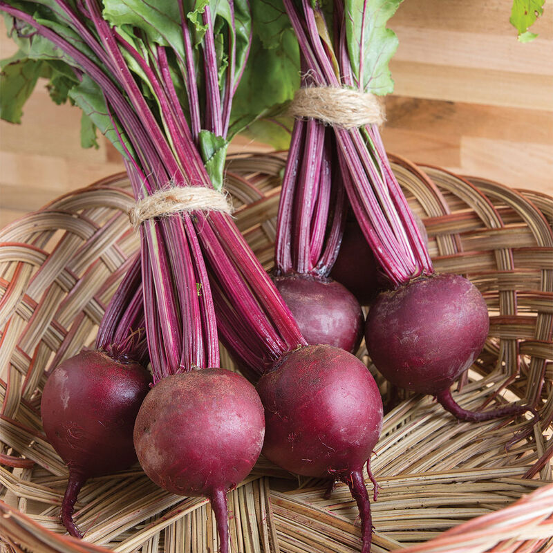 Sugar beet seed - Boro - johnnyseeds - red / round