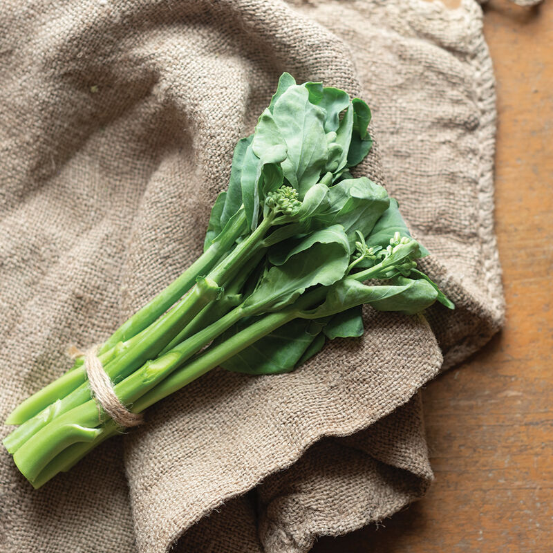 Annual brocoli seed - Melody - johnnyseeds - spring