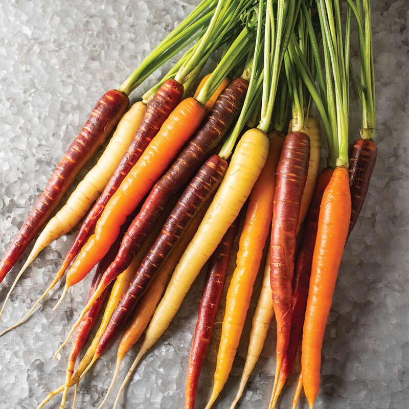 Early carrot seed - Glow Stix Sunrise Mix - johnnyseeds - annual / summer