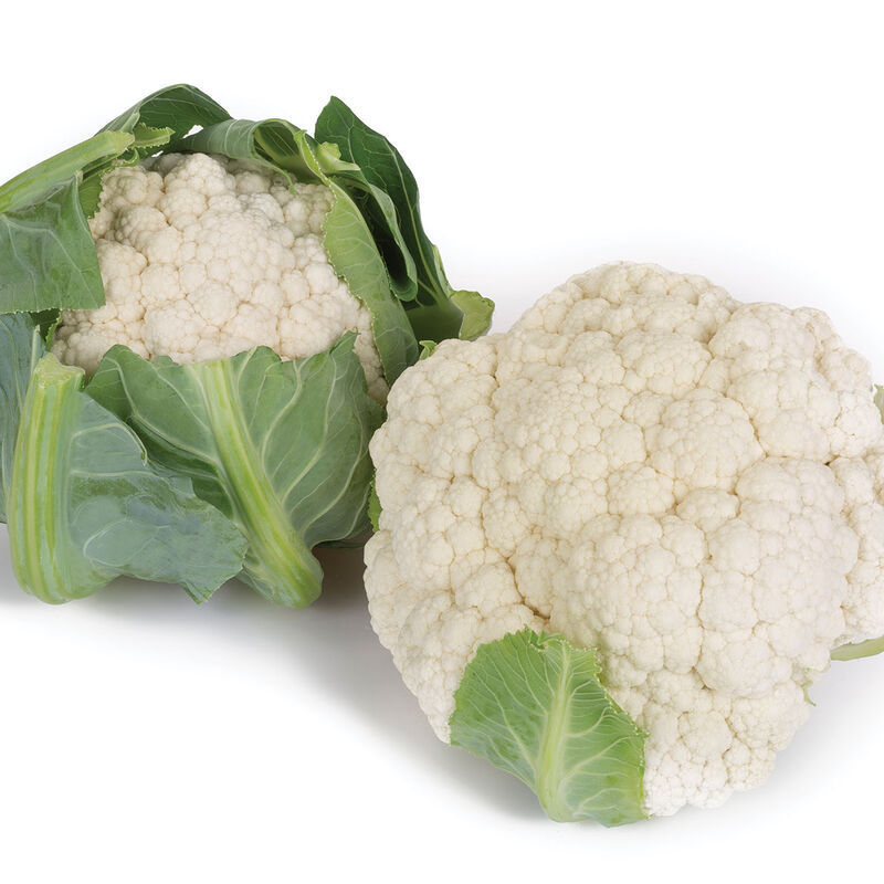 Early cauliflower seed - Paxton - johnnyseeds - annual / summer / hybrid