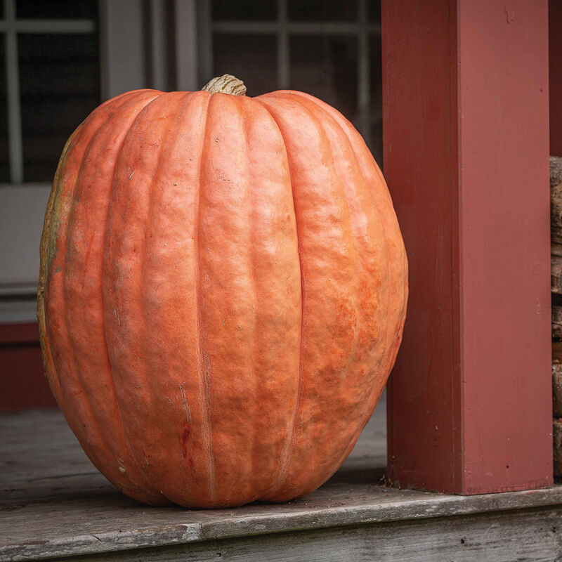 Early pumpkin seed - Atlantic Giant - johnnyseeds - powdery mildew ...