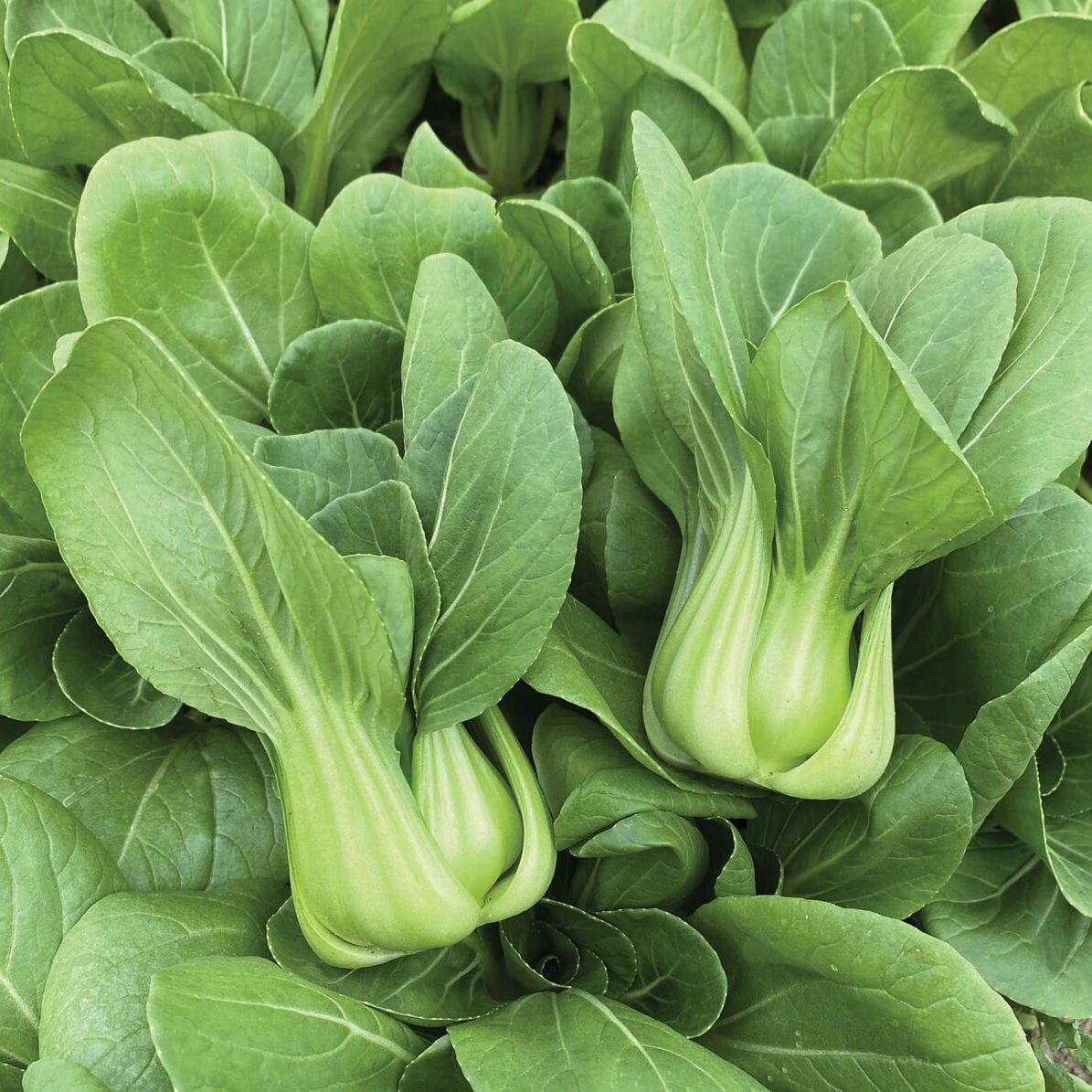 Annual cabbage seed - Little Shanghai - johnnyseeds - hybrid / bolting ...