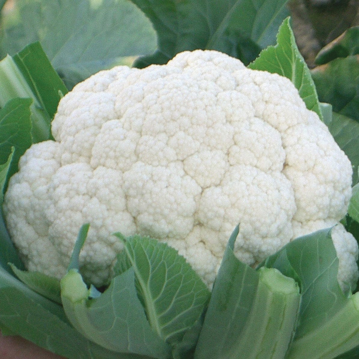 Early cauliflower seed - Fujiyama - johnnyseeds - annual / hybrid