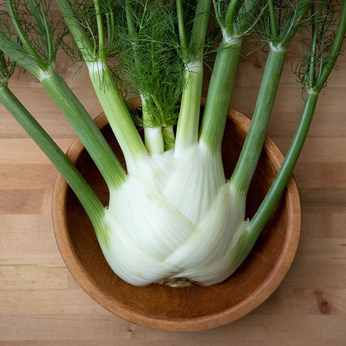 Late fennel seed - Dragon - johnnyseeds - annual / hybrid