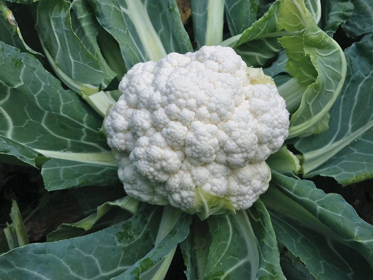 Early cauliflower seed - Mardi F1 - vitalisorganic - spring / summer ...