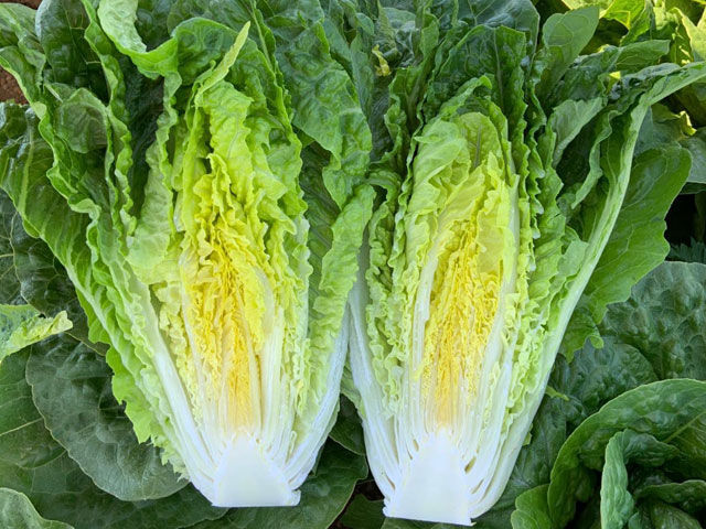 Early lettuce seed - Adicamp - vitalisorganic - spring