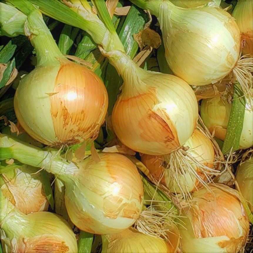 Medium onion seed - Elyse - vitalisorganic - hybrid / yellow