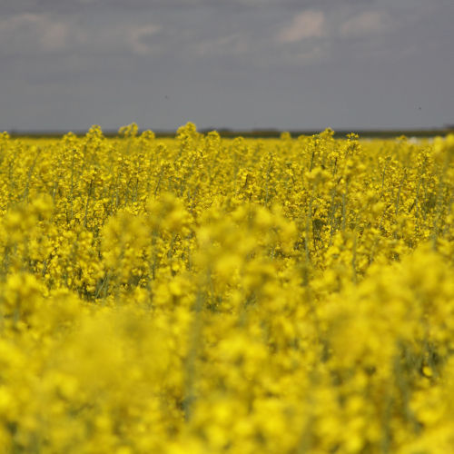 Mid-late rape seed - SHIELD - Mas Seeds - winter / phoma resistant / hybrid