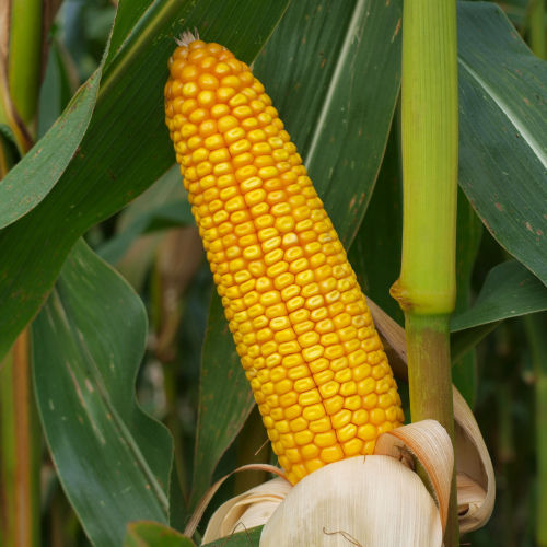 Biological corn seed - MAS 24.C - Mas Seeds - early / grain / silage