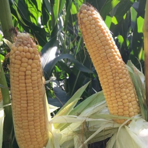 Very early corn seed - CLIFFORD - Mas Seeds - grain / silage ...