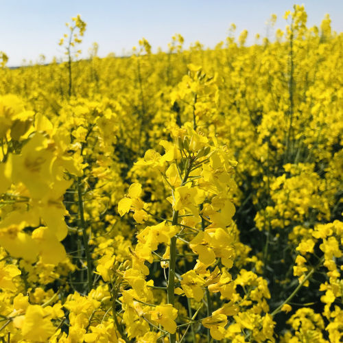 Medium early rape seed - ALIANA - Mas Seeds - phoma resistant / hybrid ...