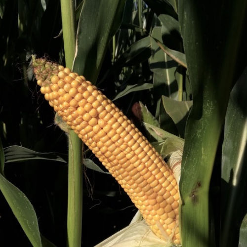 Early corn seed - MAS 270.S - Mas Seeds - silage / helminthosporiosis ...