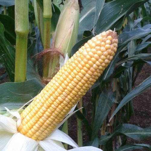 Early corn seed - MILKMAX - Mas Seeds - silage / helminthosporiosis ...