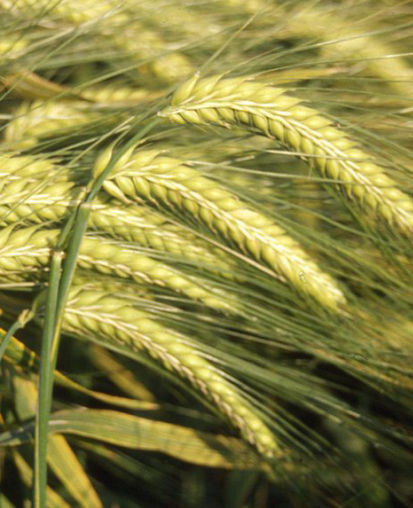 Very early barley seed - BASTILLE - lemaire-deffontaines - winter / two ...