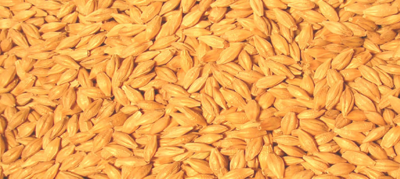 Medium early barley seed - Extase - lemaire-deffontaines - spring ...