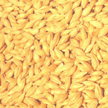 Early barley seed - Milford - lemaire-deffontaines - spring ...