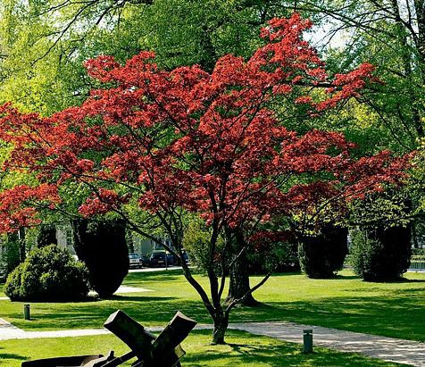 Japanese Red Maple Tree Maple, Japanese Red Dragon Campbell's